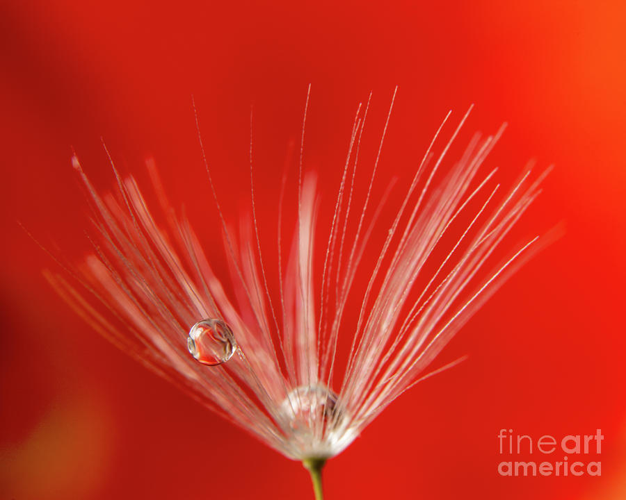 Dandy Catch Photograph by Stephen Thomas - Fine Art America