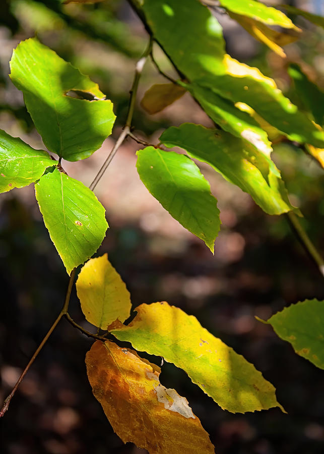 Dappled Sunlight Photograph by David Beard - Fine Art America