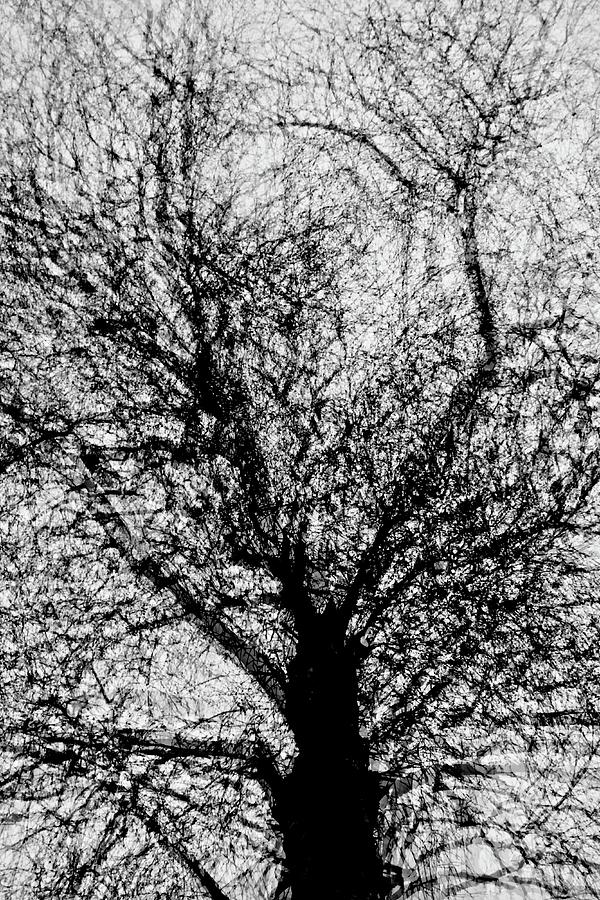Dark tree Photograph by Raimo Bergroth - Pixels