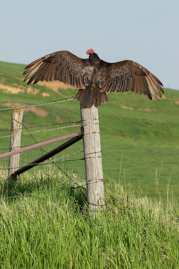 Death's Emissary Photograph by AJ Dahm - Fine Art America