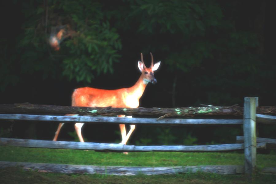 Deer and summer Photograph by Siyano Prach - Pixels Deer and summer Photograph by Siyano Prach - Pixels