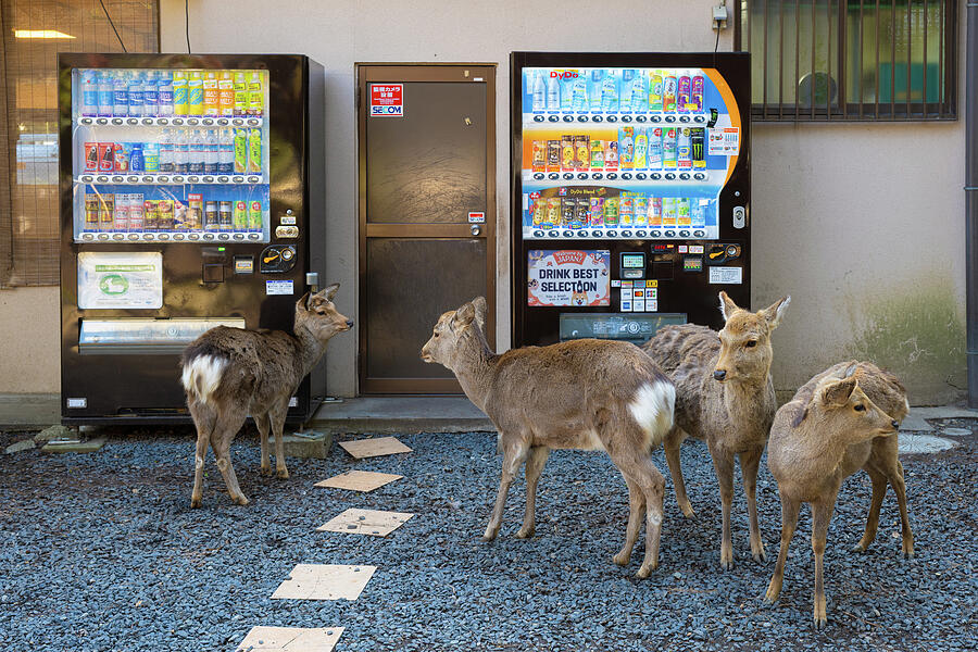 Deer and Vending Machines - Nara Japan by Matthias Hauser