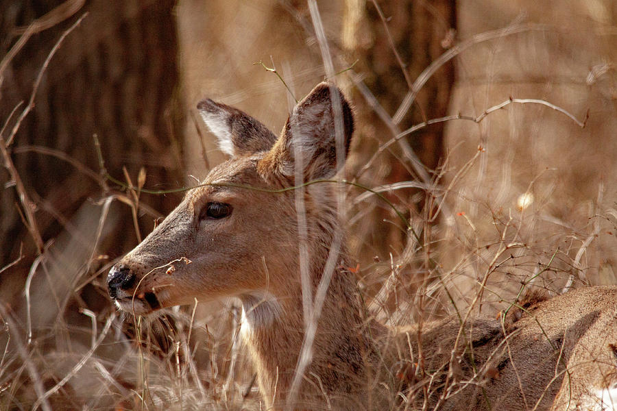 Deer Break Photograph by RC Photo - Pixels