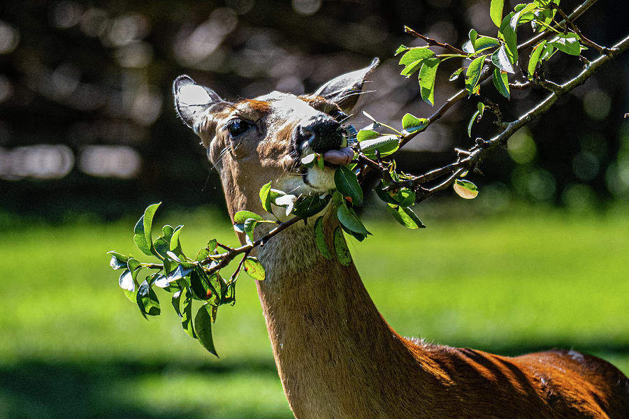 Deer Eating Photograph by Sharon Gucker - Fine Art America