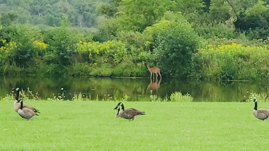 Deer with reflection Photograph by Niranjani Iyer - Fine Art America