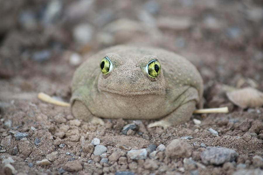 Desert Toad Photograph by Miguel Martinez - Fine Art America