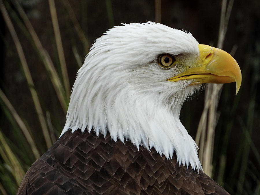 Determined Eagle Photograph by Scott Tompkins - Fine Art America