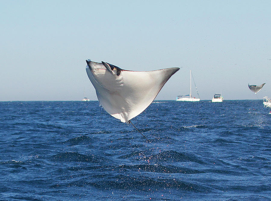 Devil Takes Flight Photograph by John Grieshop - Fine Art America