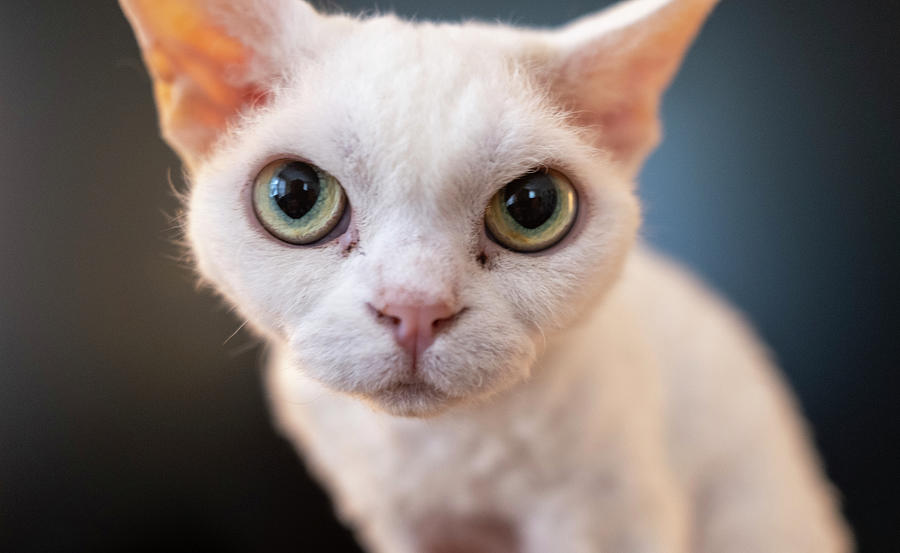 Devon Rex Photograph by John Boucher - Fine Art America