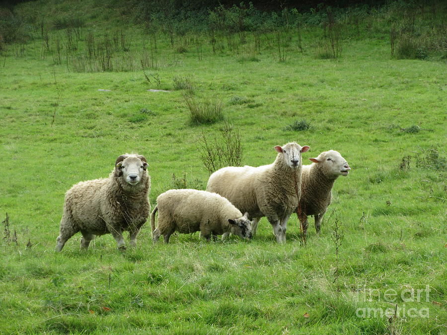 Devon Sheep Photograph by Lesley Evered | Pixels