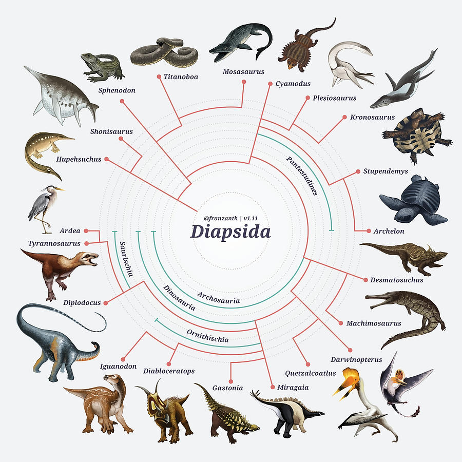 Diapsida The Cladogram nostalgia Painting by Lee Jasmine | Fine Art America