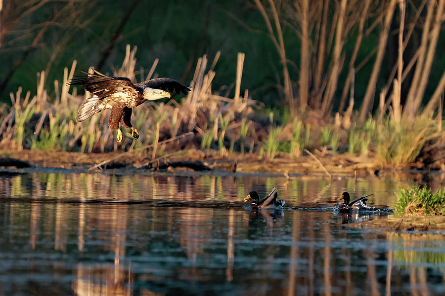 Dinner? Photograph by Michael Rucci - Fine Art America