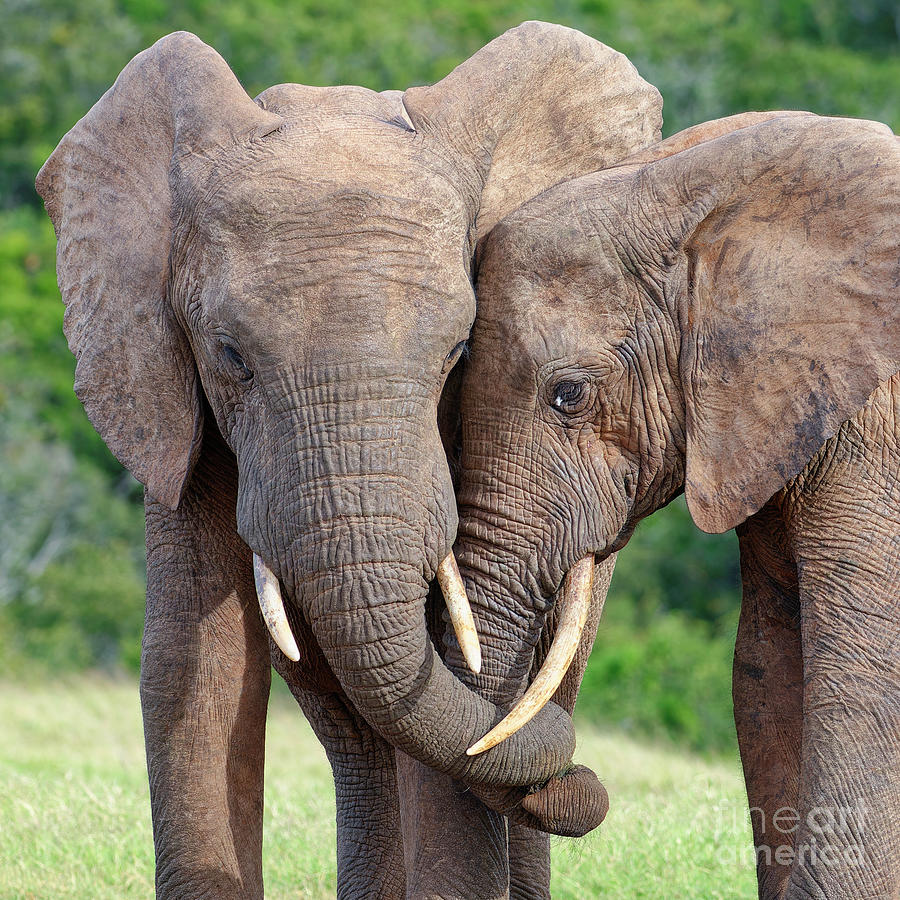 Display of affection between two elephants Photograph by Jean-Francois ...