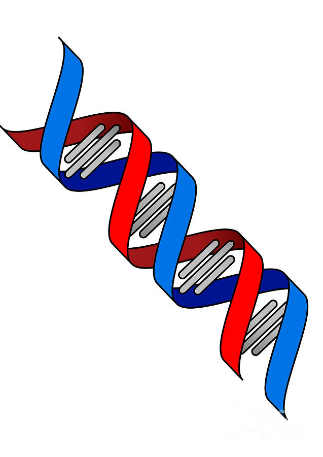 DNA - Vector Design Digital Art by Sam Ringle - Fine Art America