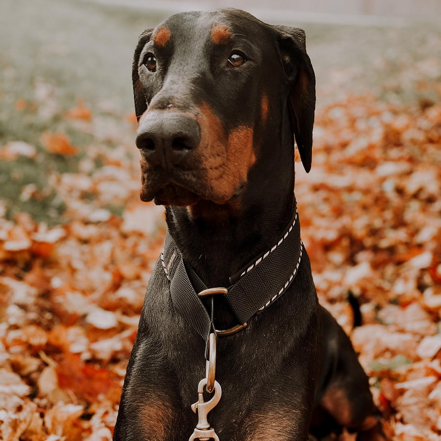 Doberman Fall Photograph by Sofia Edholm - Pixels