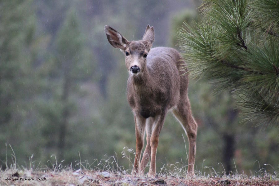 Doe in the Rain Photograph by Melissa Yeargan - Fine Art America