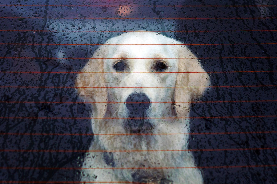 Dog behind the rear car window Photograph by Igor Stevanovic - Fine Art ...