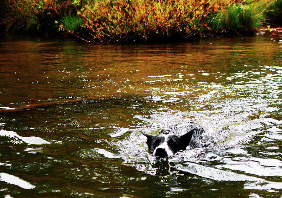 Dog paddling Photograph by Wesley Hahn - Fine Art America