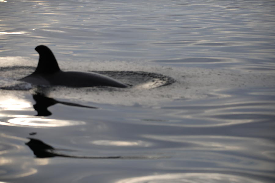 Dolphin Reflection Pyrography by Jennifer Davis | Pixels
