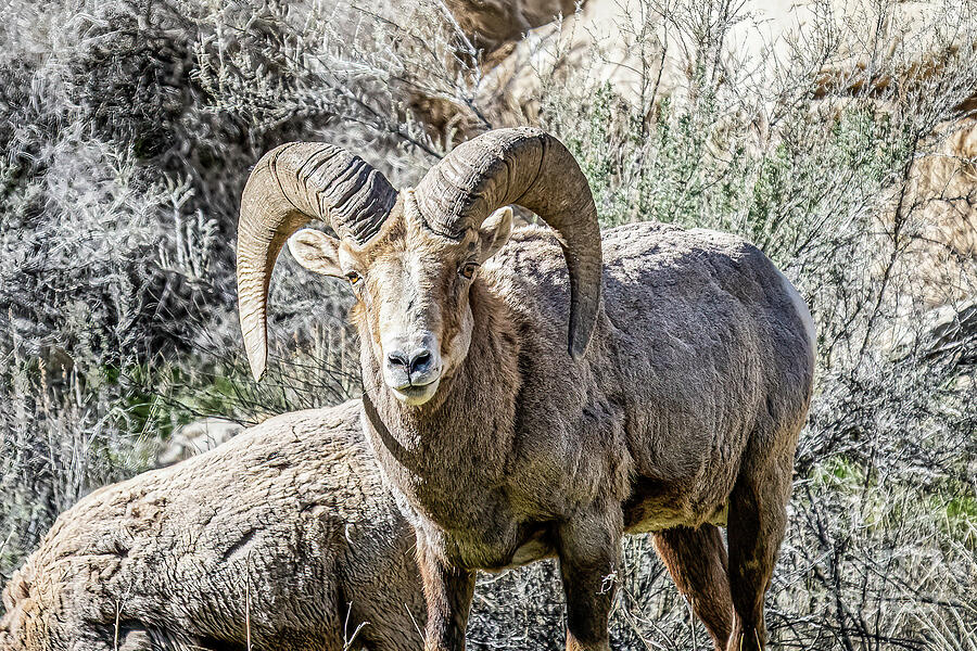 Dominant Ram Photograph by Gordy Lindgren Photo - Fine Art America