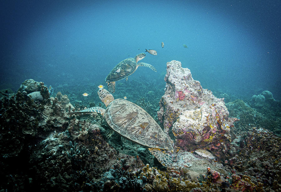 Dos Turtles Photograph by King Tide - Fine Art America