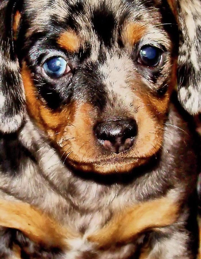 Double Dapple Photograph by Daniel Hendricks - Fine Art America