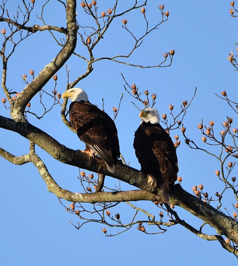 Double Eagle Photograph by Stephen Adgate - Fine Art America