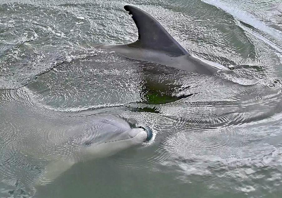 Double Notch and Baby Beebop Photograph by Didi Fisher Weinreb - Pixels