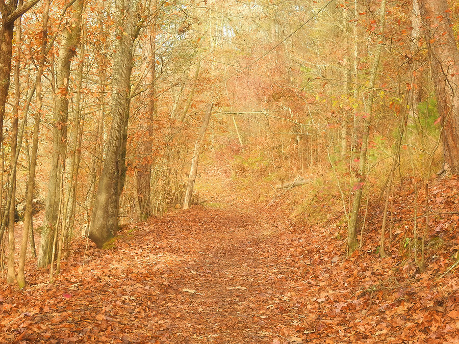 Down The Path Photograph by Rick Davis - Fine Art America