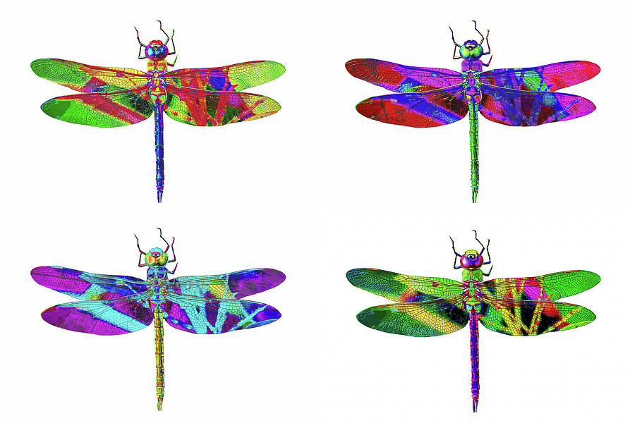 Dragonflies Times Four Digital Art by Janet Argenta - Fine Art America