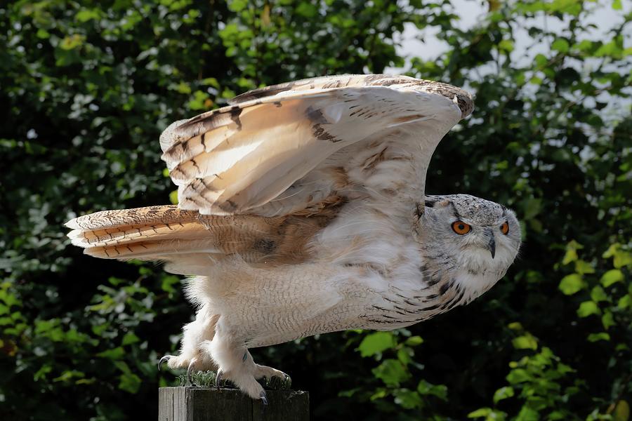 Dramatic Eagle Owl about to launch Photograph by Ronnie Roberts - Fine ...