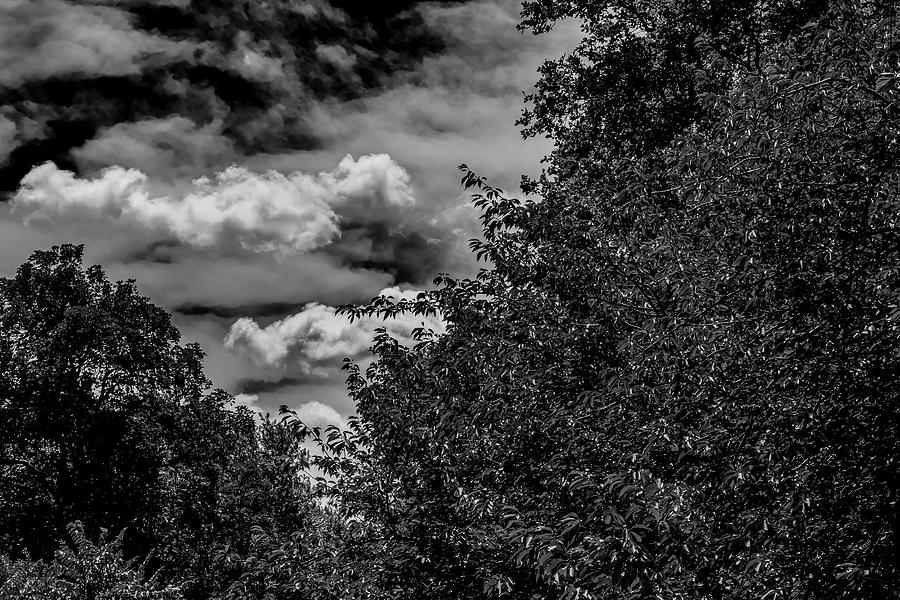 Dramatic Sky and Trees Photograph by Robert Ullmann - Fine Art America