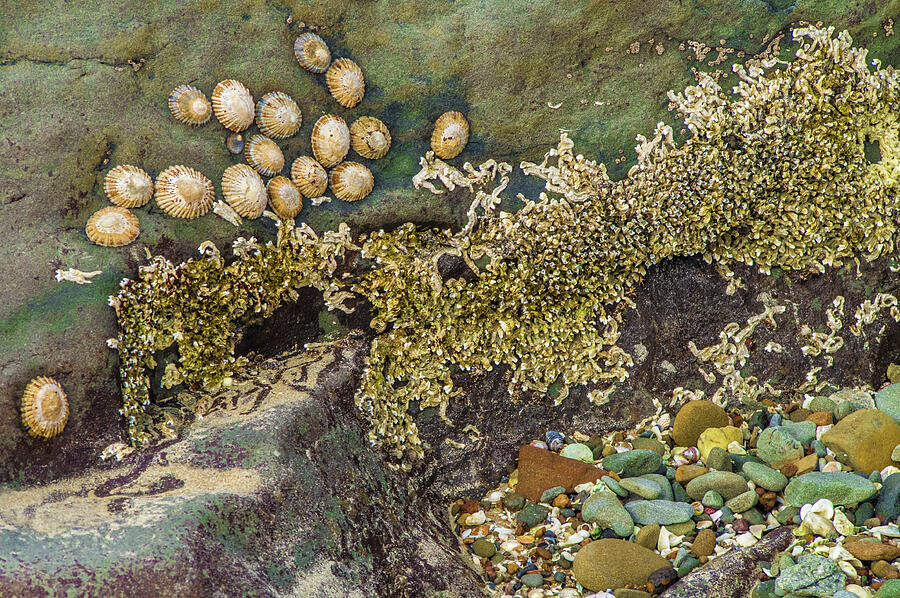 Dry Rock Pool Photograph by Bette Devine - Fine Art America