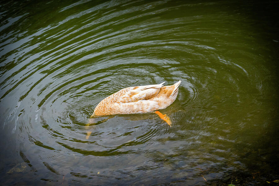 Duck Dive Photograph by Bette Devine - Fine Art America