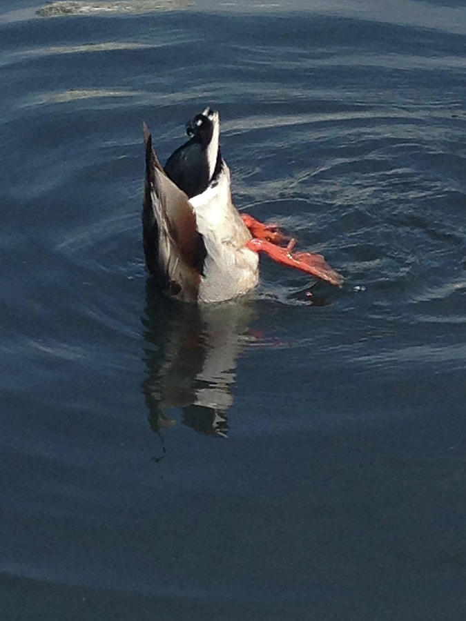 Duck Down Photograph by Cynthia Zimmerman - Fine Art America