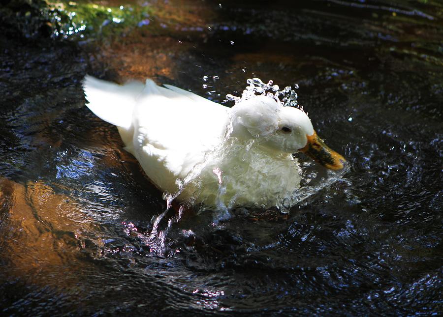 Duck Splash Photograph by Brittney Powers - Fine Art America