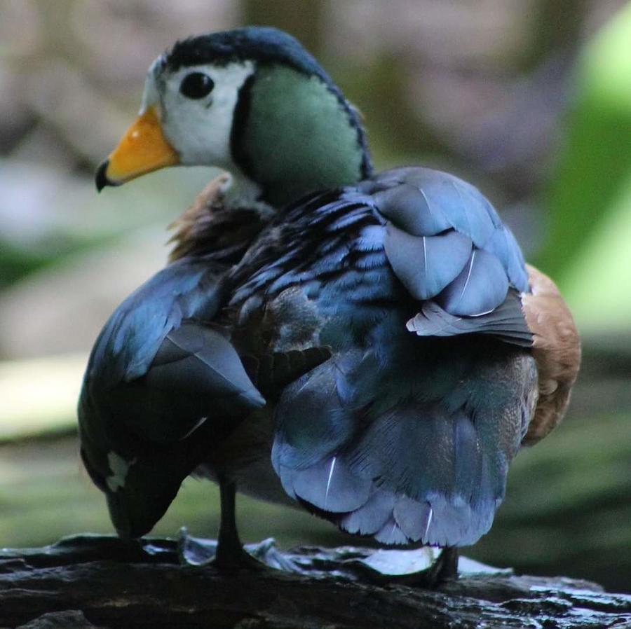 Duck Photograph by Tracy Chambers - Fine Art America