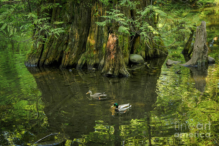 Ducks in forest pond Photograph by Michael Wheatley - Fine Art America