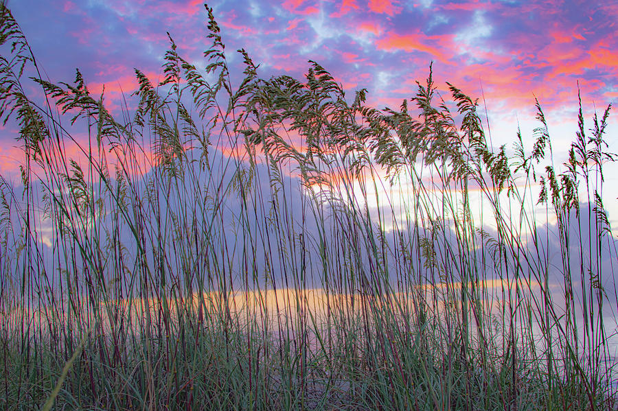 Dune Grass At Sunrise Photograph by Mary Hahn Ward - Fine Art America
