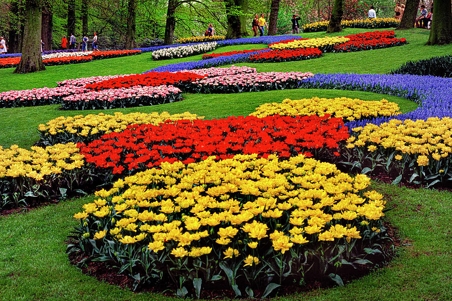 Dutch Tulips,Keukenhof,Lisse, Netherlands Photograph by Glen Allison - Fine Art America