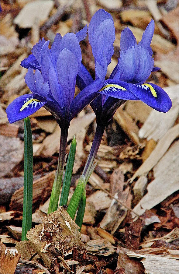 Dwarf Blue Iris Photograph by Robert Lyons | Fine Art America