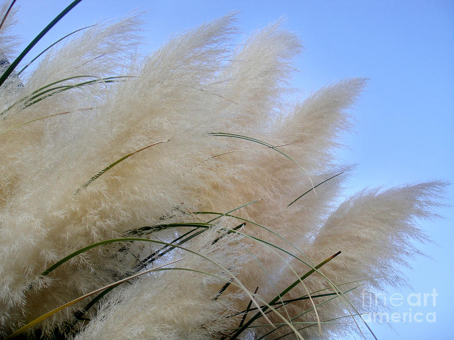 Dwarf Pampas Grass Cortaderia Pumila Dark Ivory Beige Photograph By Sofia Goldberg Fine Art