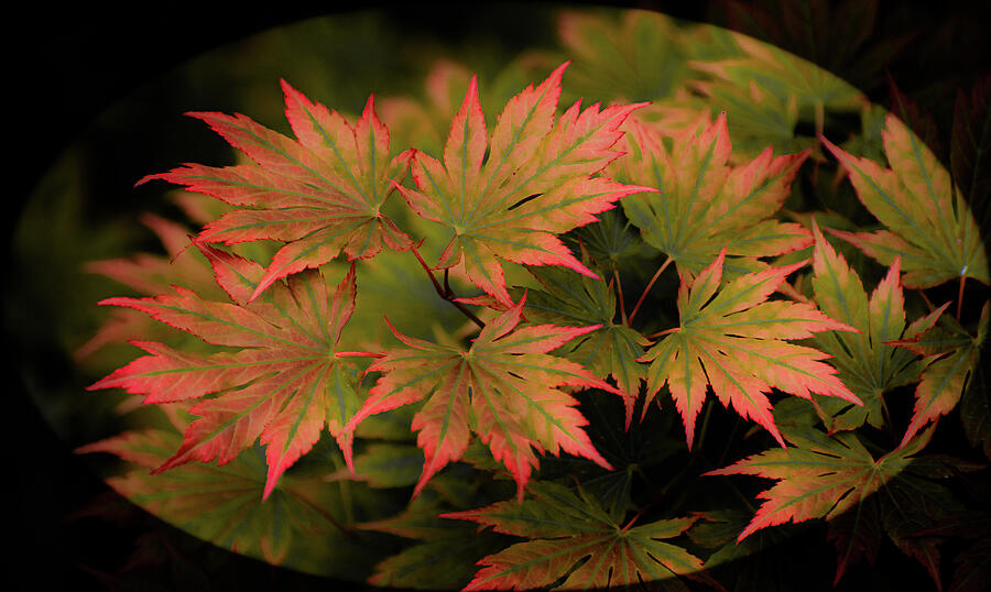 Spring Japanese Maple Leaves Photograph by Len Bomba - Fine Art America
