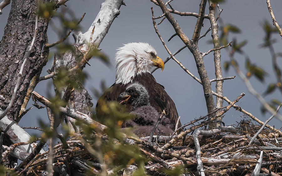 Eagle Eaglet Photograph by OvA Visuals - Fine Art America