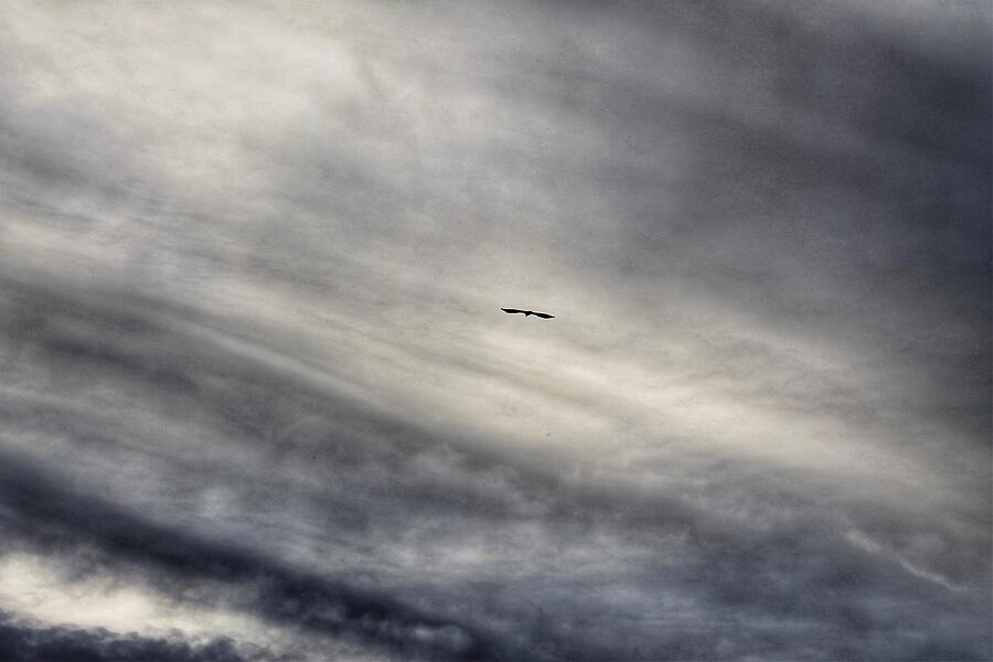 Eagle in a Dramatic Sky Photograph by Gregory A Mitchell Photography ...