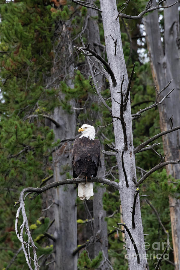 Eagle Perch Photograph by Jim Flood - Fine Art America