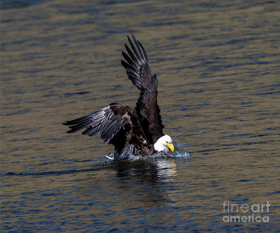 Eagle Splashdown Photograph by Michael Dawson - Fine Art America