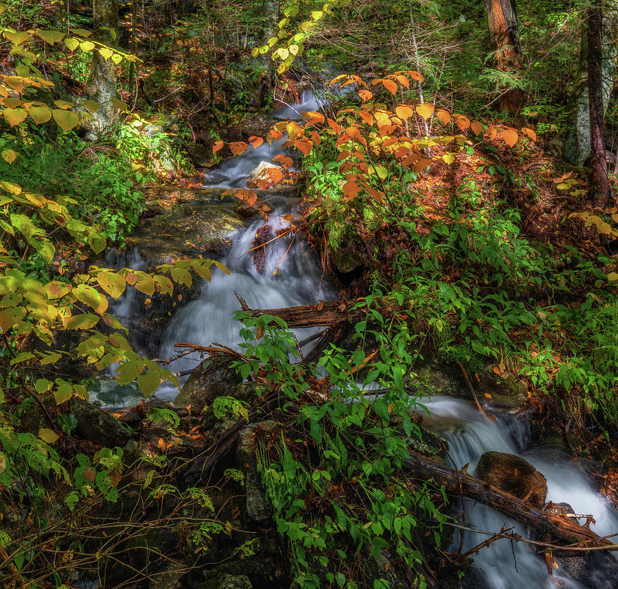 Early Fall Color Photograph by David R Robinson - Fine Art America