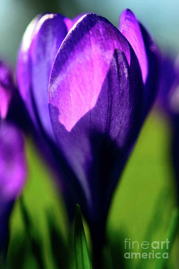 Early Sign Of Spring 3 Photograph by Terry Elniski - Pixels