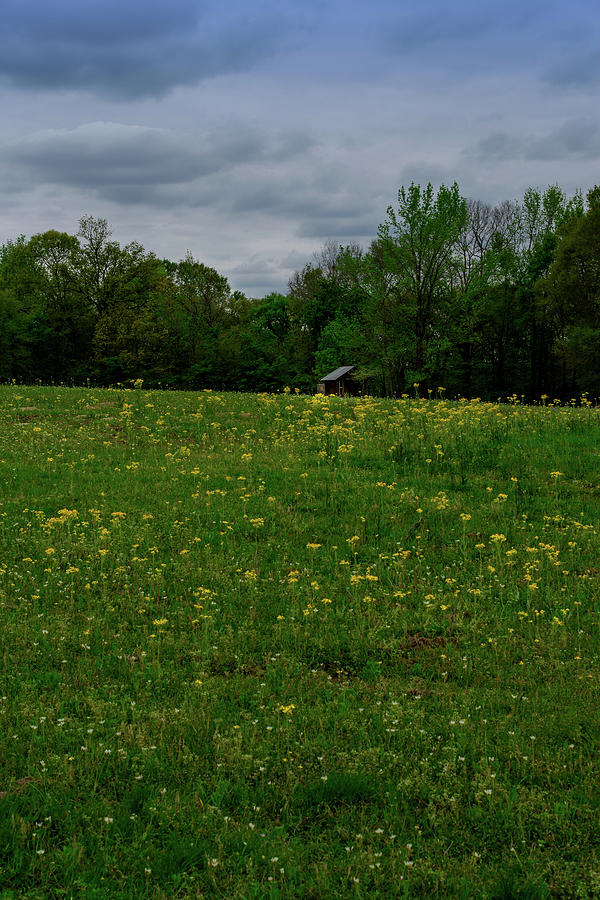 East Texas Wildflowers-0480 Photograph by Keith Johnson | Fine Art America